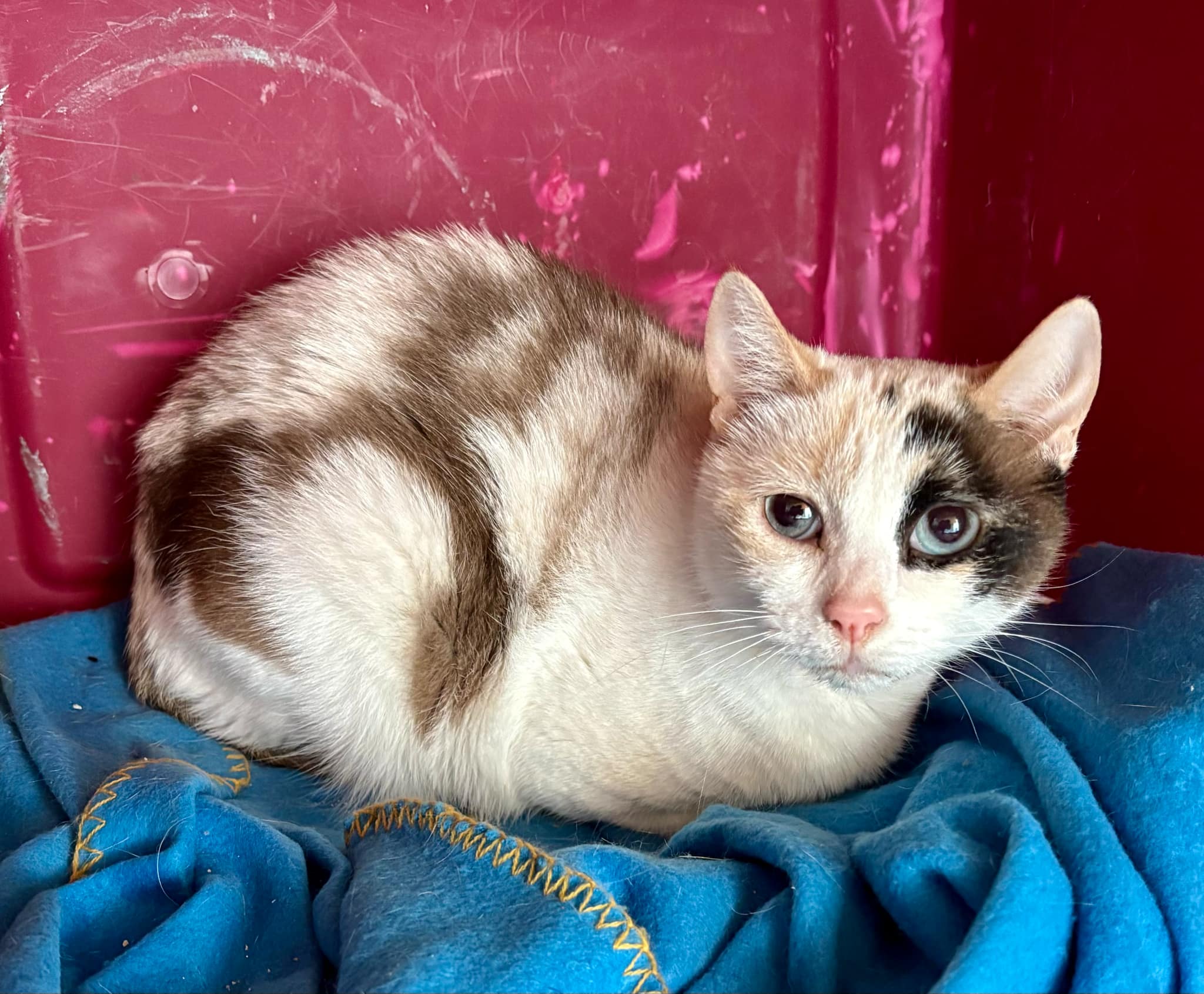 Patches | Helping Hands Rescue